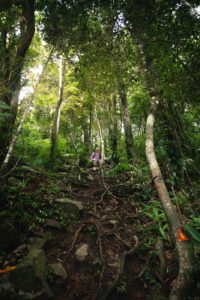 Hiking the Mount Sorrow Ridge Trail in Cape Tribulation