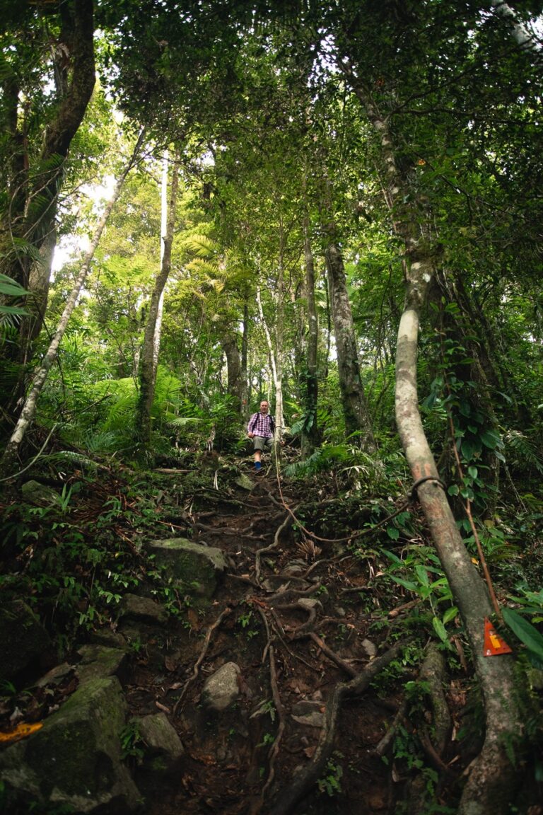 Hiking the Mount Sorrow Ridge Trail in Cape Tribulation