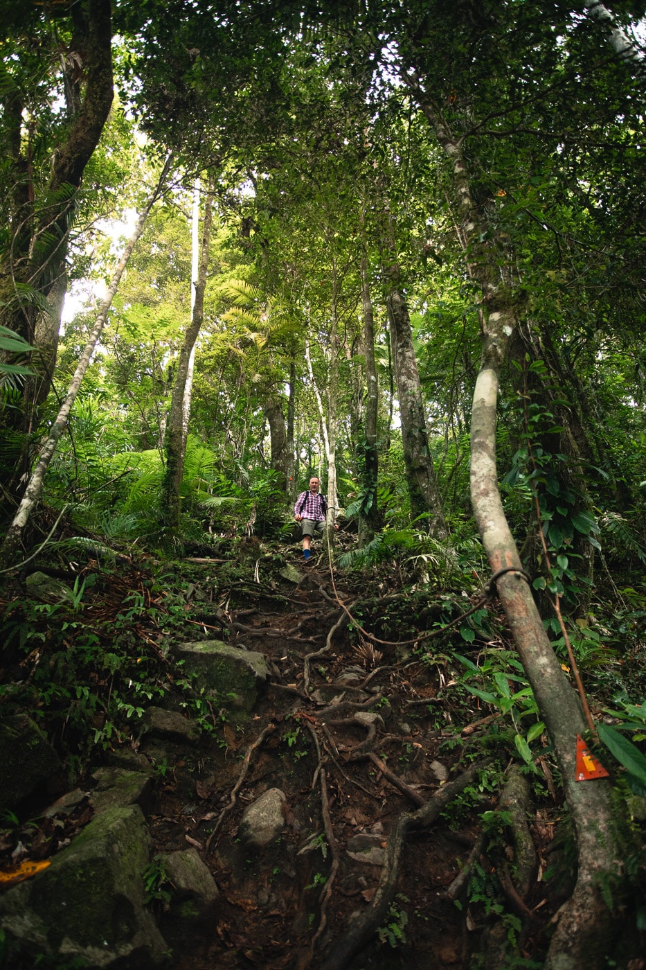 Mount Sorrow Hike - Cape Tribulation Hiking Guide – We Seek Travel