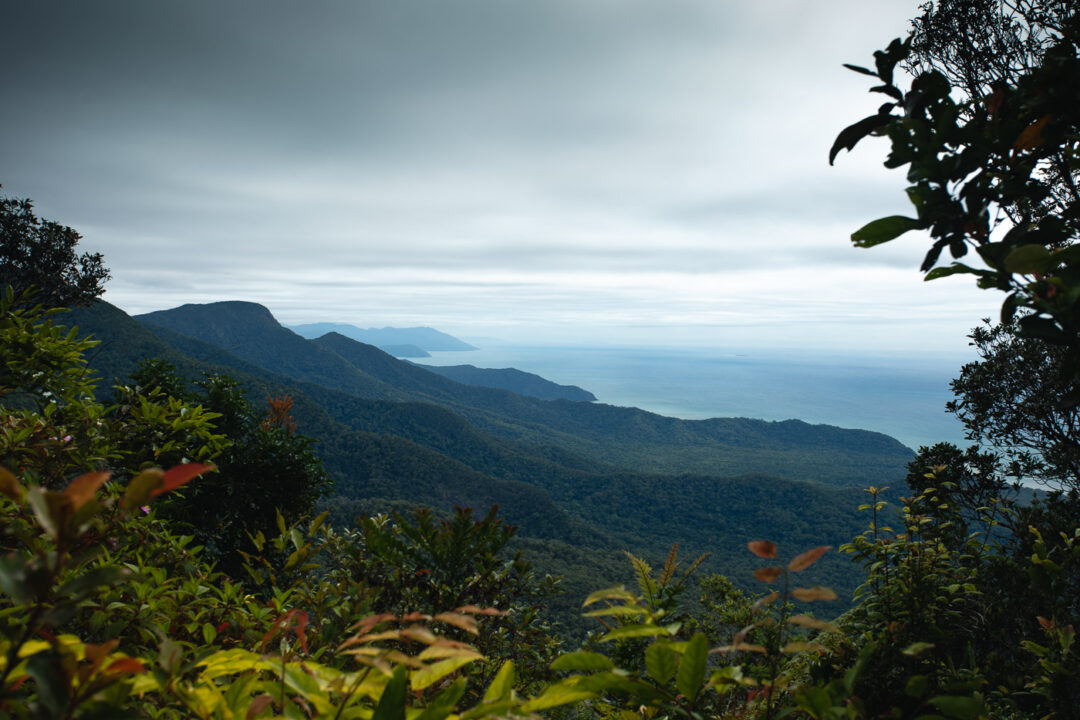 Hiking the Mount Sorrow Ridge Trail in Cape Tribulation