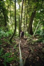 Hiking the Mount Sorrow Ridge Trail in Cape Tribulation