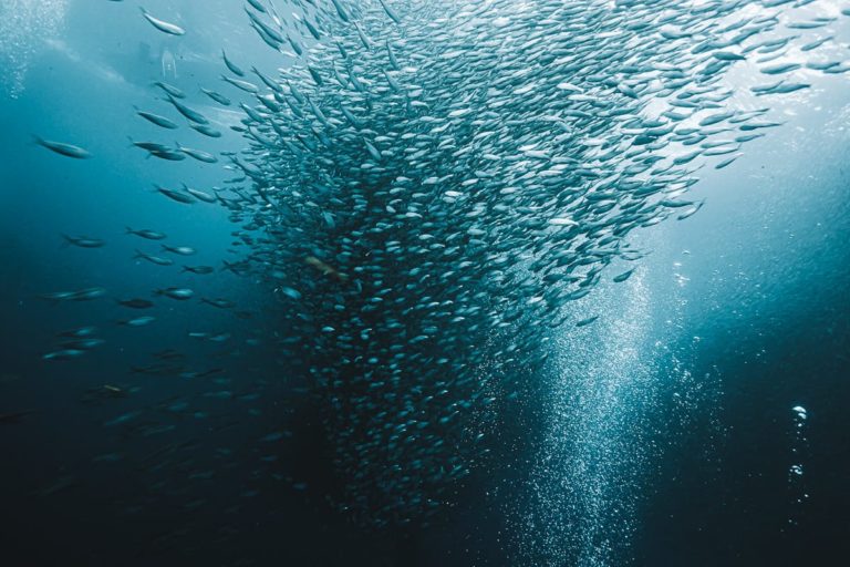 Moalboal Sardine Run, Cebu: Complete Snorkeling Guide