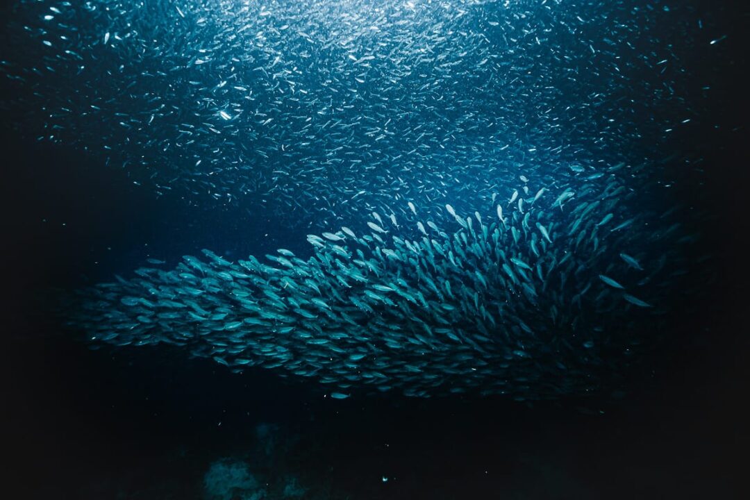 Moalboal Sardine Run, Cebu: Complete Snorkeling Guide