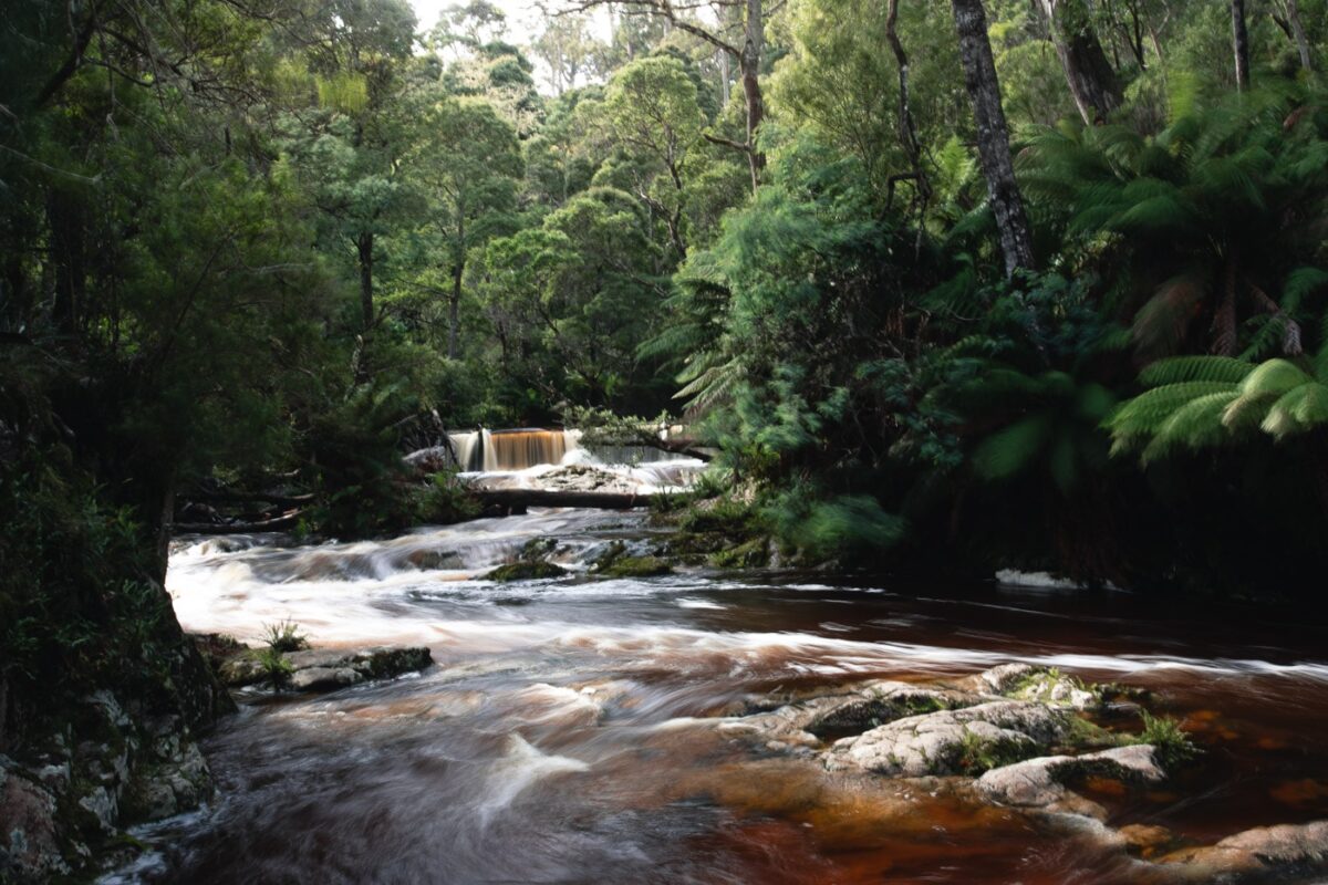 Halls Falls Tasmania: Waterfall Circuit & Hiking Guide