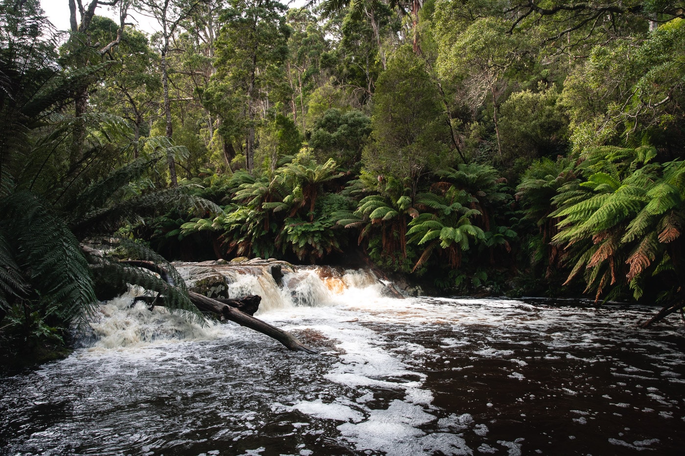 Halls Falls Tasmania - Waterfall & Hiking Guide – We Seek Travel