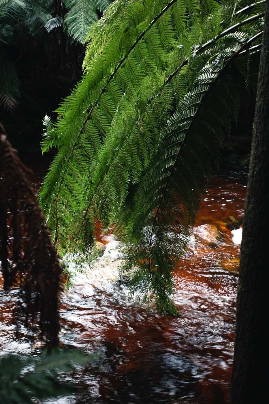 Halls Falls Tasmania - Waterfall & Hiking Guide – We Seek Travel