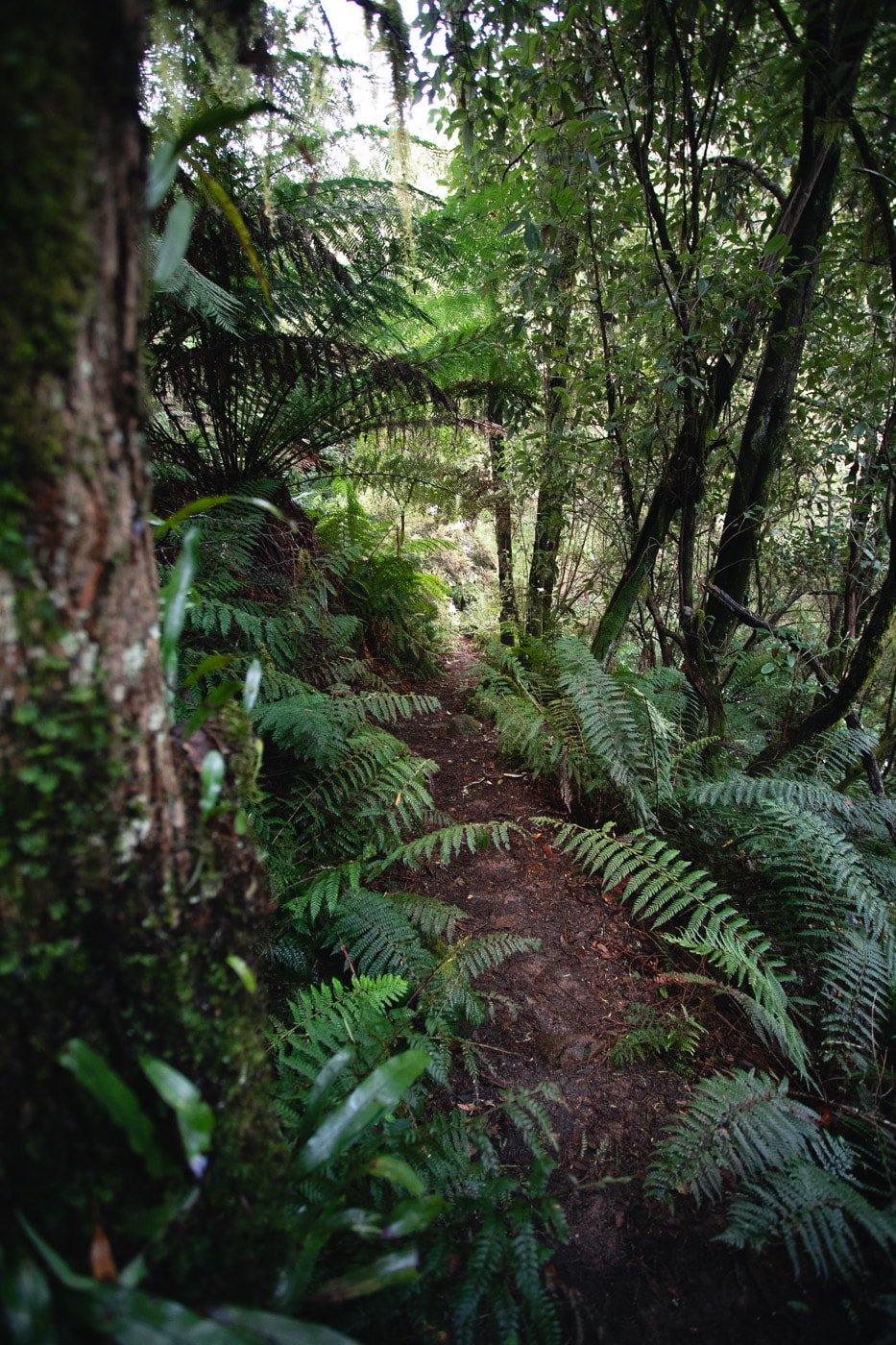 Halls Falls Tasmania - Waterfall & Hiking Guide – We Seek Travel