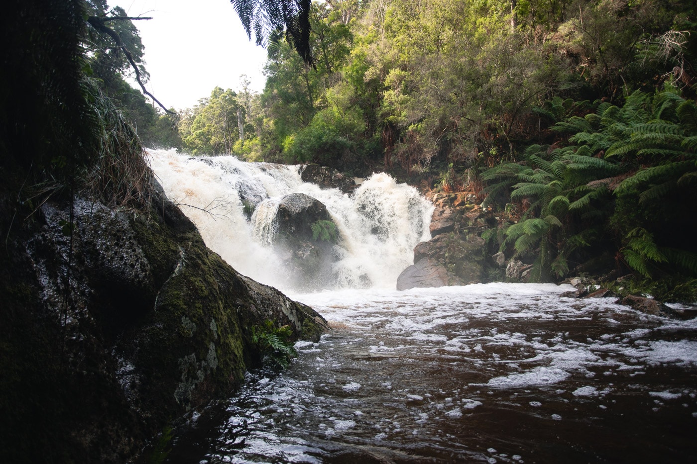 Halls Falls Tasmania - Waterfall & Hiking Guide – We Seek Travel