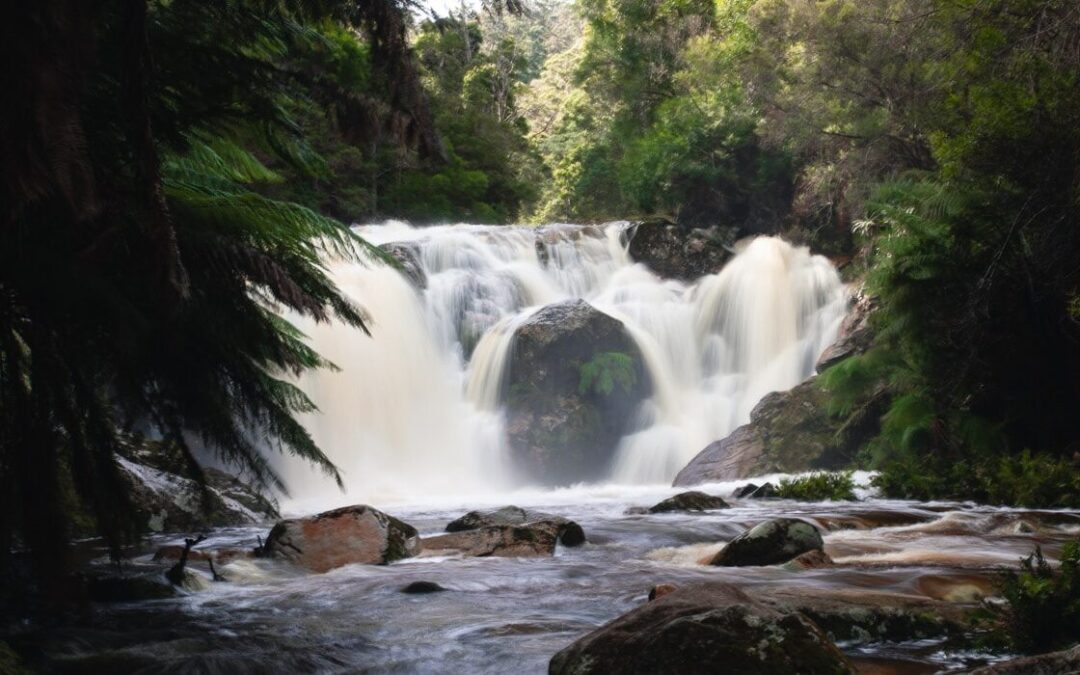 Halls Falls Tasmania: Waterfall Circuit & Hiking Guide