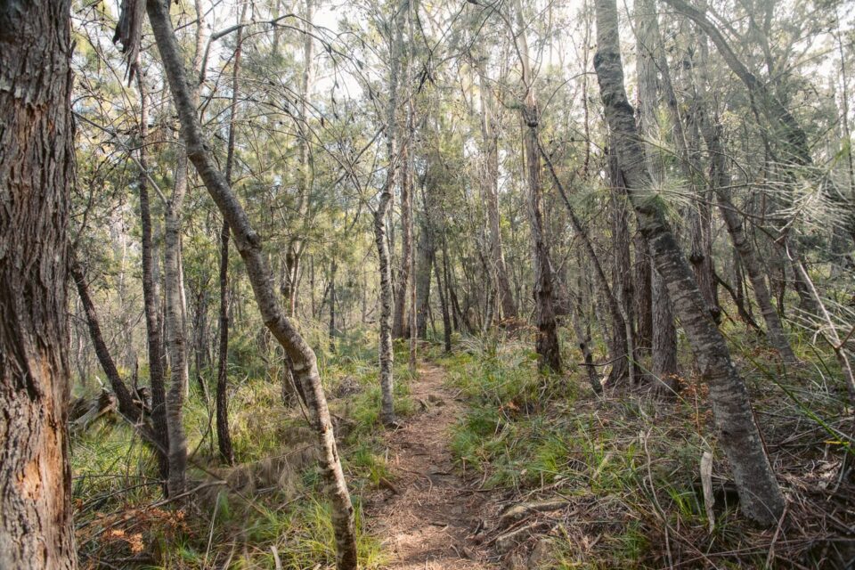Visiting Apsley Gorge River & Waterhole Circuit, Tasmania