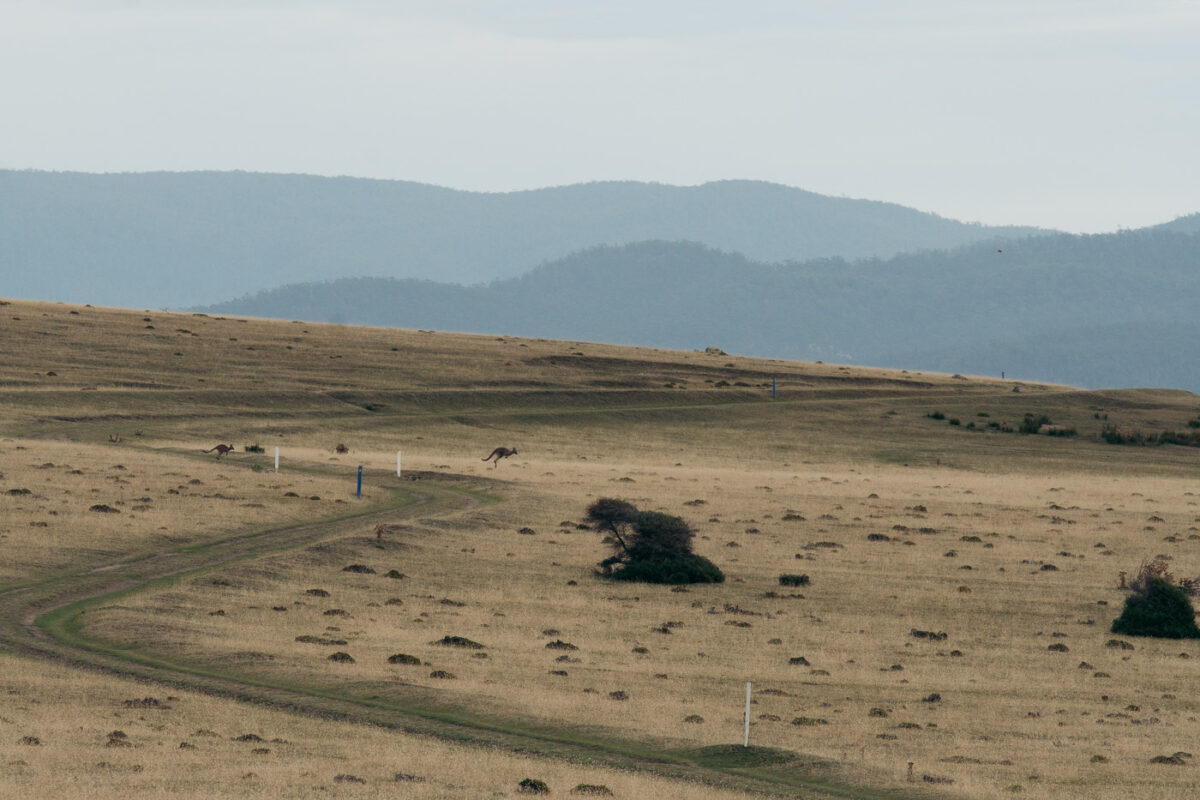 How to Hike the Maria Island Walk on an Independent Circuit