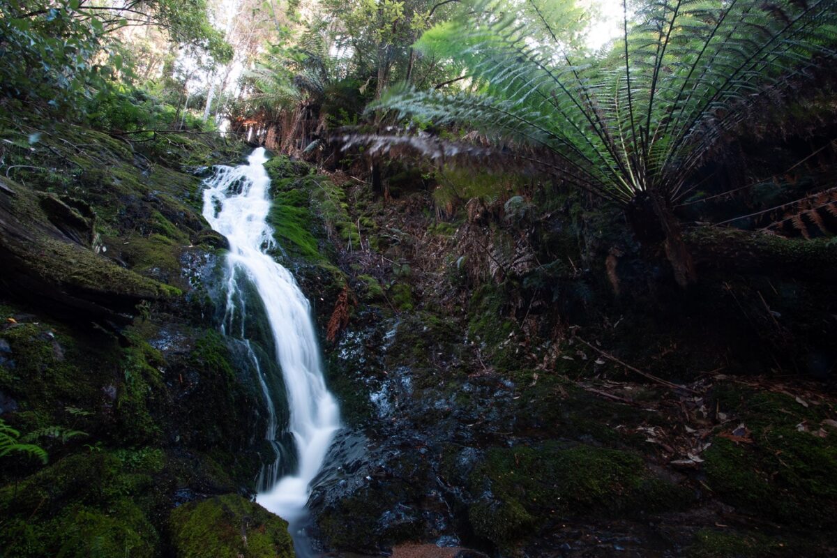 Evercreech Falls Forest Reserve & White Knights Walk