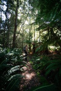 Evercreech Falls Forest Reserve & White Knights Walk