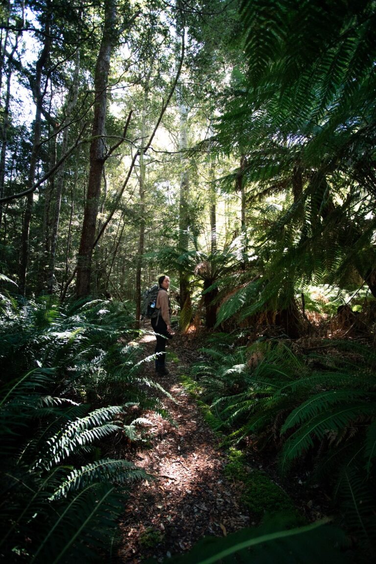 Evercreech Falls Forest Reserve & White Knights Walk