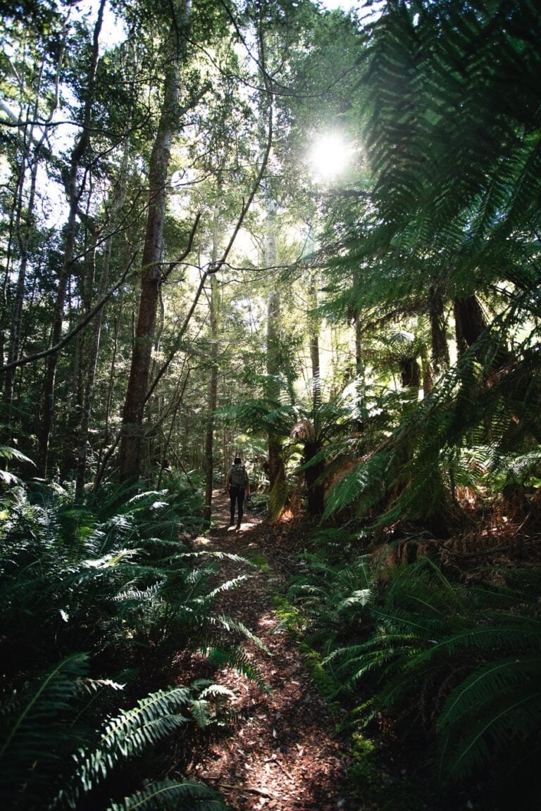 Evercreech Falls, White Knights Walk & Camping at Evercreech Forest Reserve