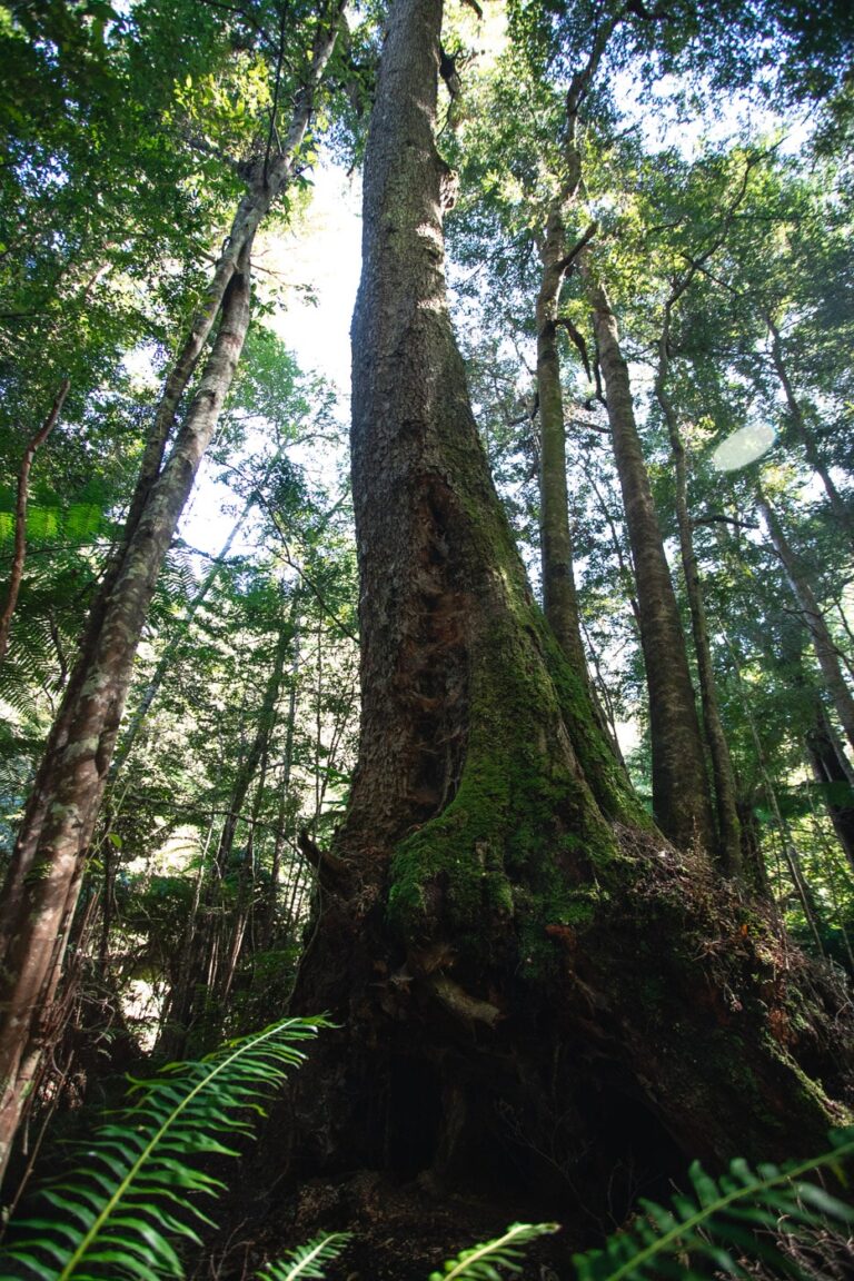 Evercreech Falls Forest Reserve & White Knights Walk
