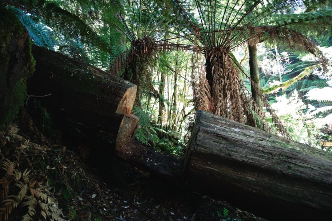 Evercreech Falls Forest Reserve & White Knights Walk