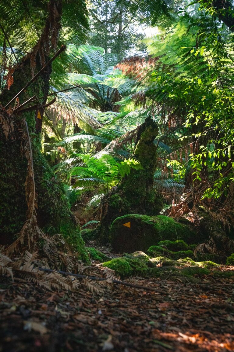 Evercreech Falls Forest Reserve & White Knights Walk