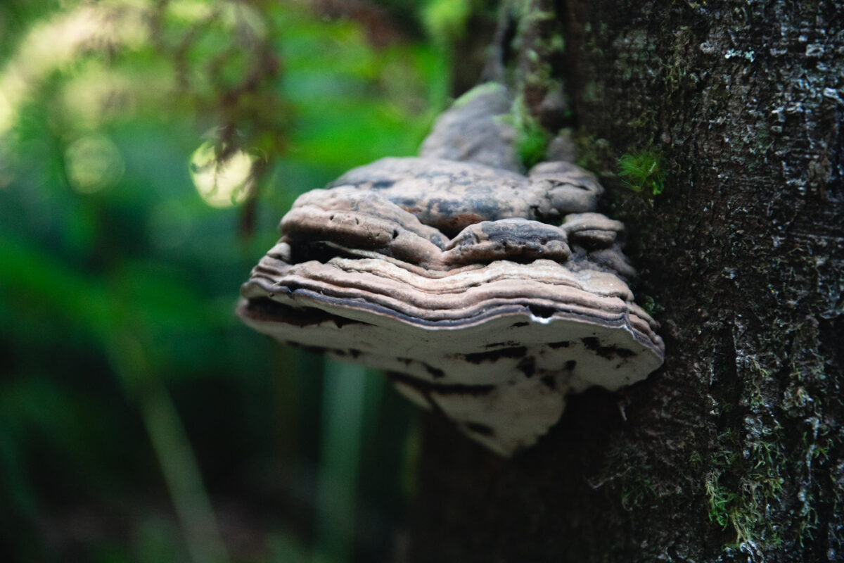 Evercreech Falls Forest Reserve & White Knights Walk