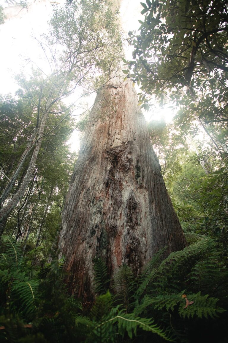 Evercreech Falls, White Knights Walk & Camping at Evercreech Forest Reserve