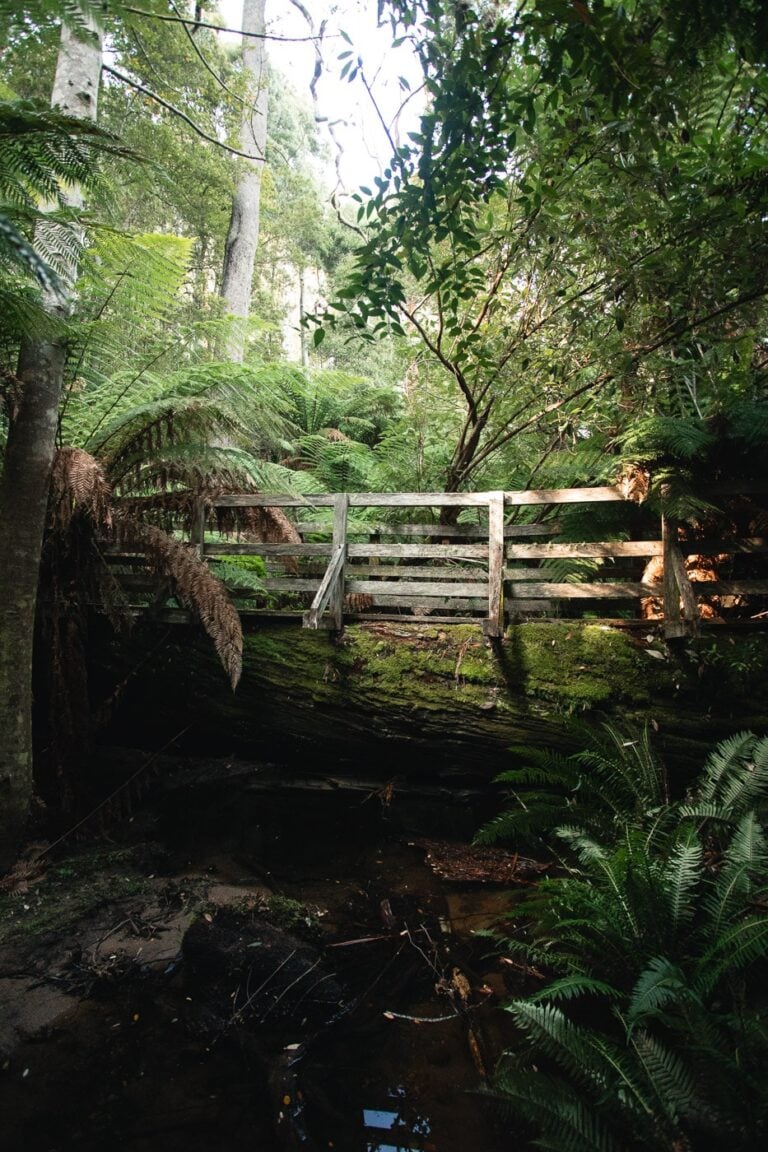 Evercreech Falls, White Knights Walk & Camping at Evercreech Forest ...