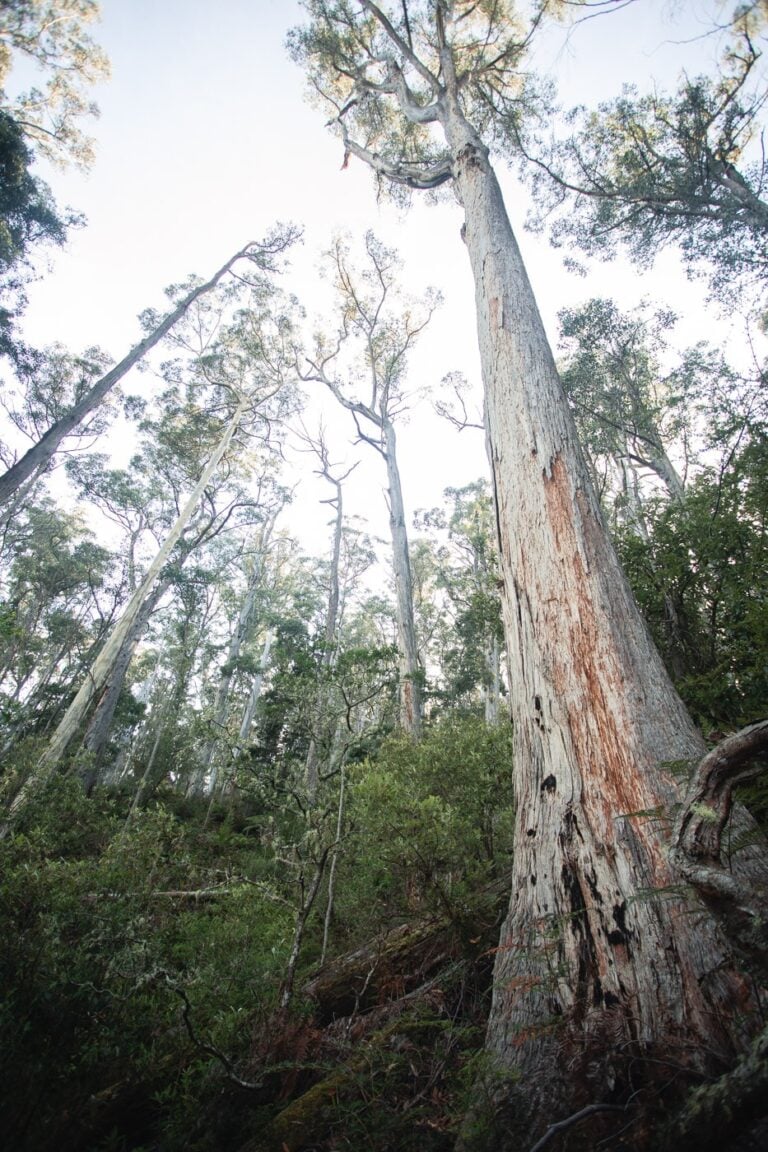 Evercreech Falls, White Knights Walk & Camping at Evercreech Forest ...