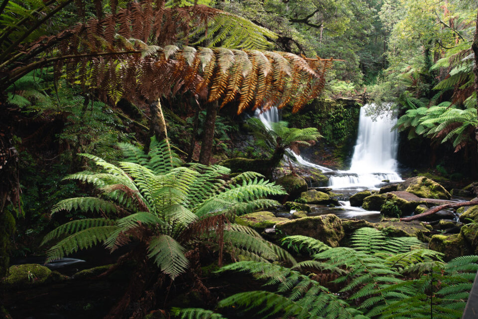 Hiking the Three Falls Circuit & Tall Trees Walk, Tasmania