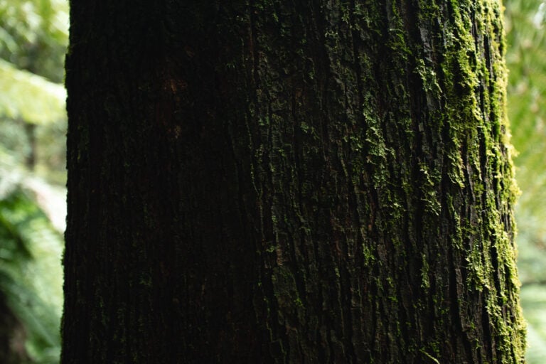 Hiking the Three Falls Circuit & Tall Trees Walk, Tasmania