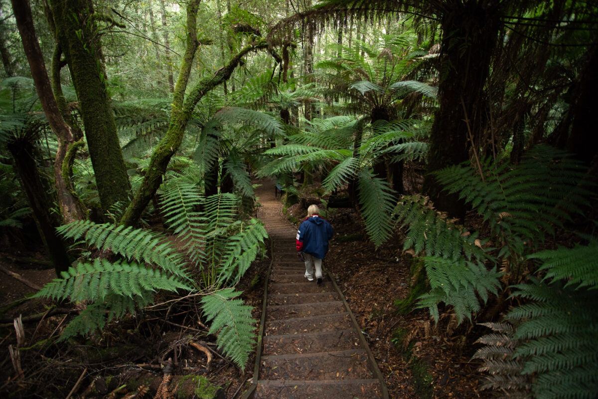 Hiking the Three Falls Circuit & Tall Trees Walk, Tasmania
