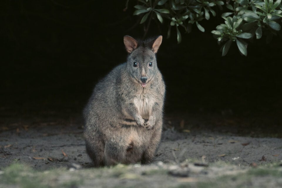 13 Best Things to Do in Freycinet National Park, Tasmania