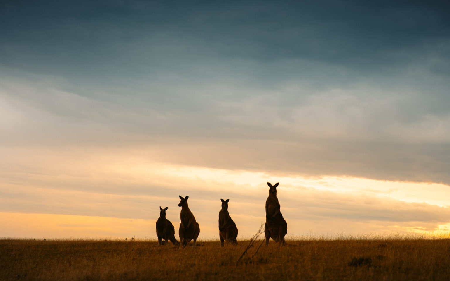 16 Fun Things to Do on Maria Island Tasmania + Travel Guide