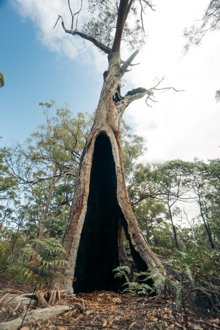 The Maria Island Walk: Self-Guided Hike on the Complete Island Circuit