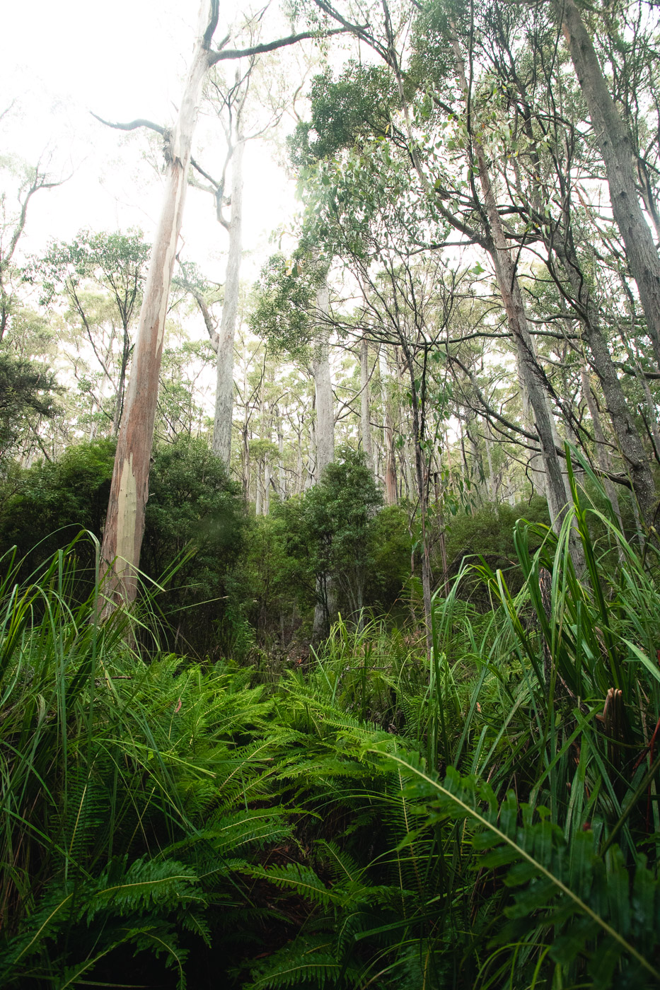 The Maria Island Walk: Self-Guided Hike on the Complete Island Circuit ...