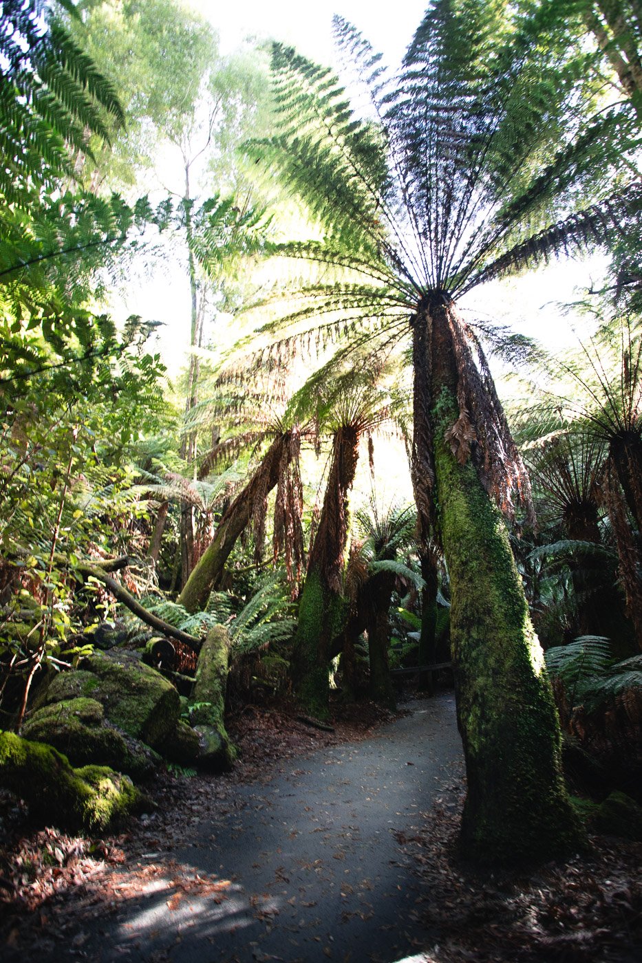 How to visit Russell Falls Tasmania: The Iconic Waterfall