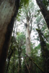 Hiking the Three Falls Circuit & Tall Trees Walk, Tasmania