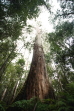 Hiking the Three Falls Circuit & Tall Trees Walk, Tasmania