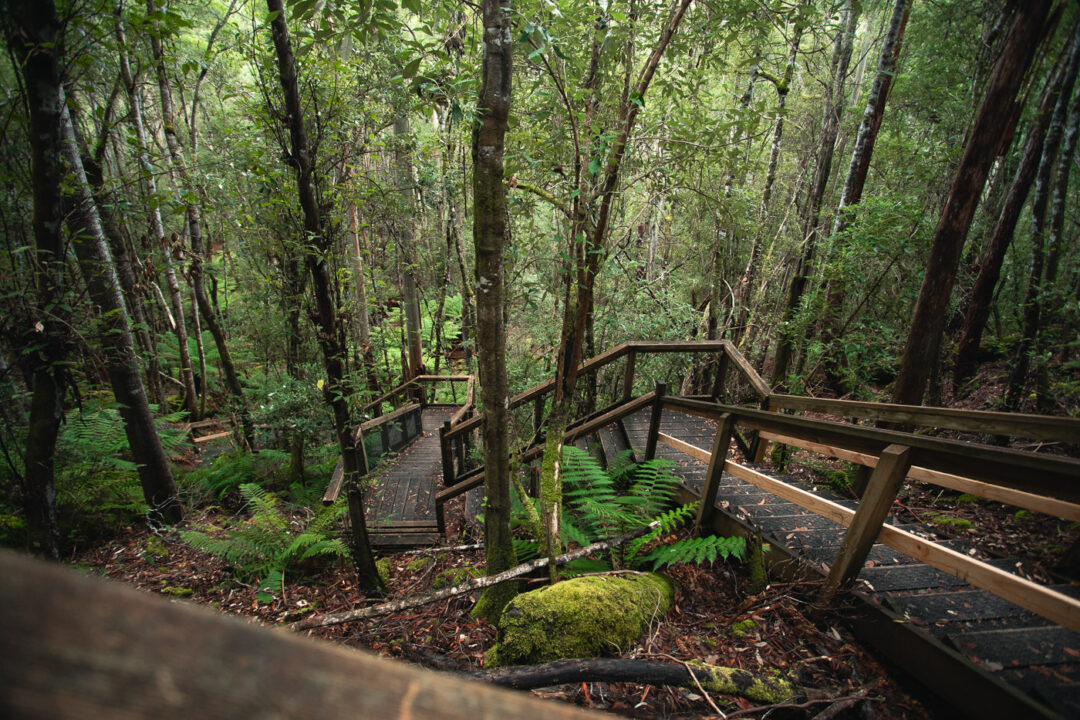 Three Falls Circuit & Tall Trees Walk in Mount Field National Park Tasmania