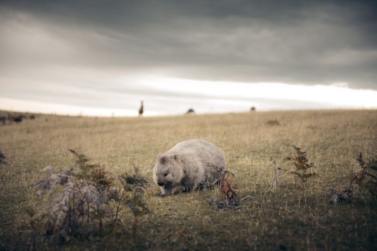 How to Hike the Maria Island Walk on an Independent Circuit