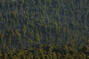 Hiking Guide to the Collins Cap Walk & Myrtle Forest Falls – We Seek Travel