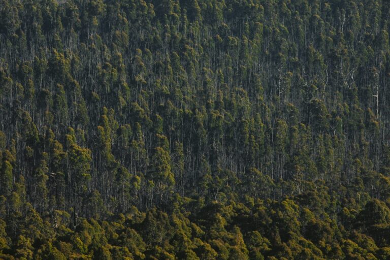 Hiking Guide to the Collins Cap Walk & Myrtle Forest Falls – We Seek Travel