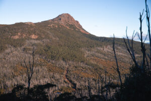 Hiking Guide to the Collins Cap Walk & Myrtle Forest Falls