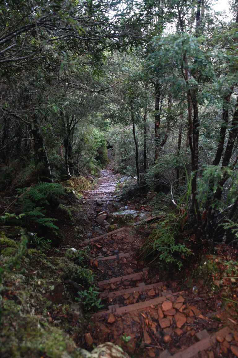 Hiking Guide to the Collins Cap Walk & Myrtle Forest Falls – We Seek Travel