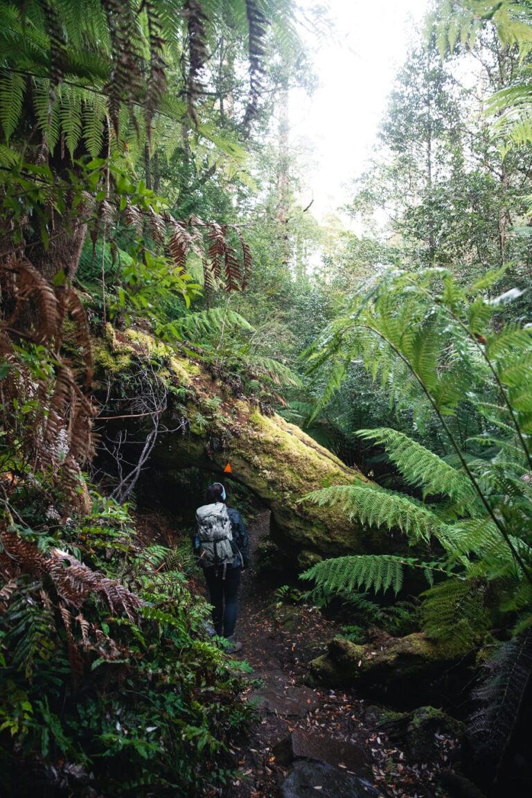 Hiking Guide to the Collins Cap Walk & Myrtle Forest Falls