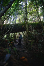 Hiking Guide to the Collins Cap Walk & Myrtle Forest Falls