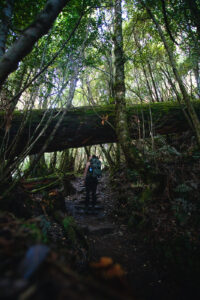 Hiking Guide to the Collins Cap Walk & Myrtle Forest Falls