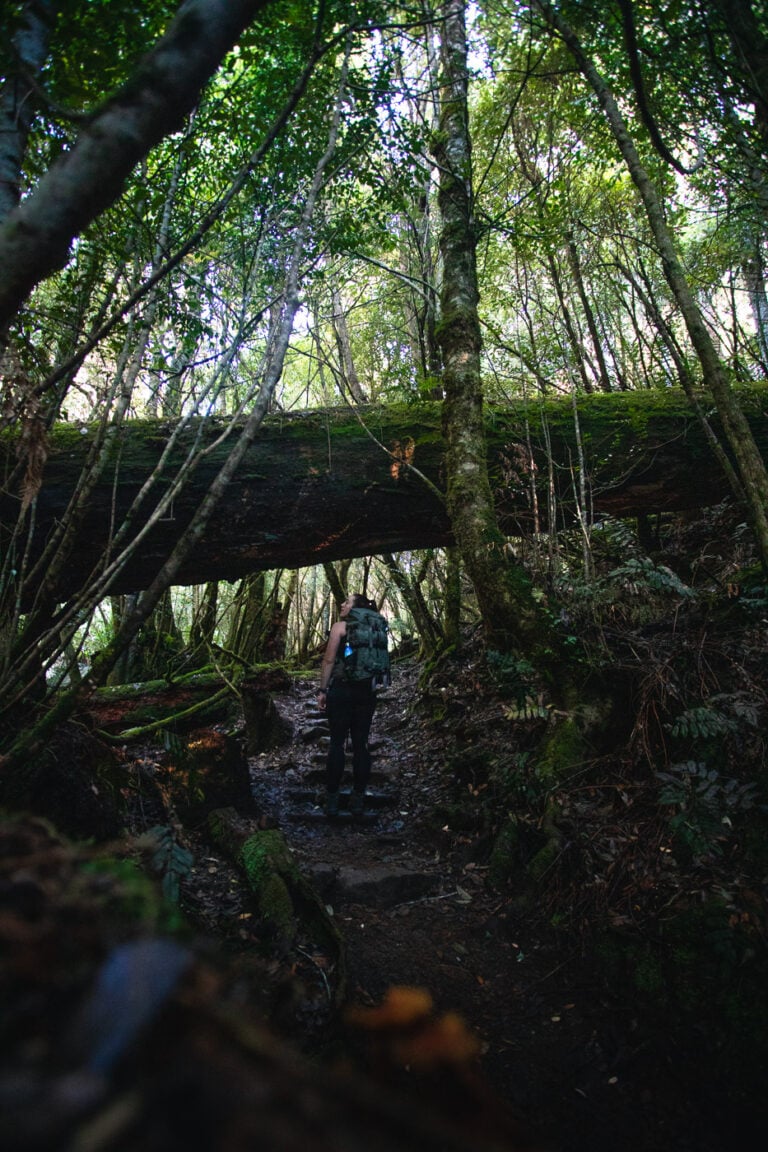 Hiking Guide to the Collins Cap Walk & Myrtle Forest Falls