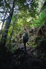 Hiking Guide to the Collins Cap Walk & Myrtle Forest Falls