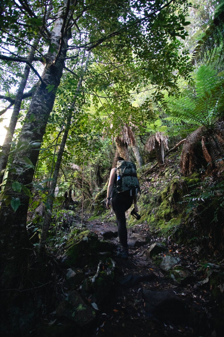 Hiking Guide to the Collins Cap Walk & Myrtle Forest Falls