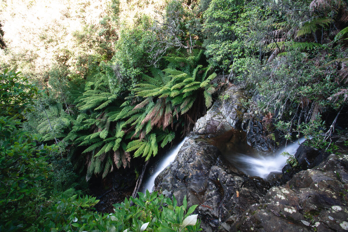 Hiking Guide to the Collins Cap Walk & Myrtle Forest Falls