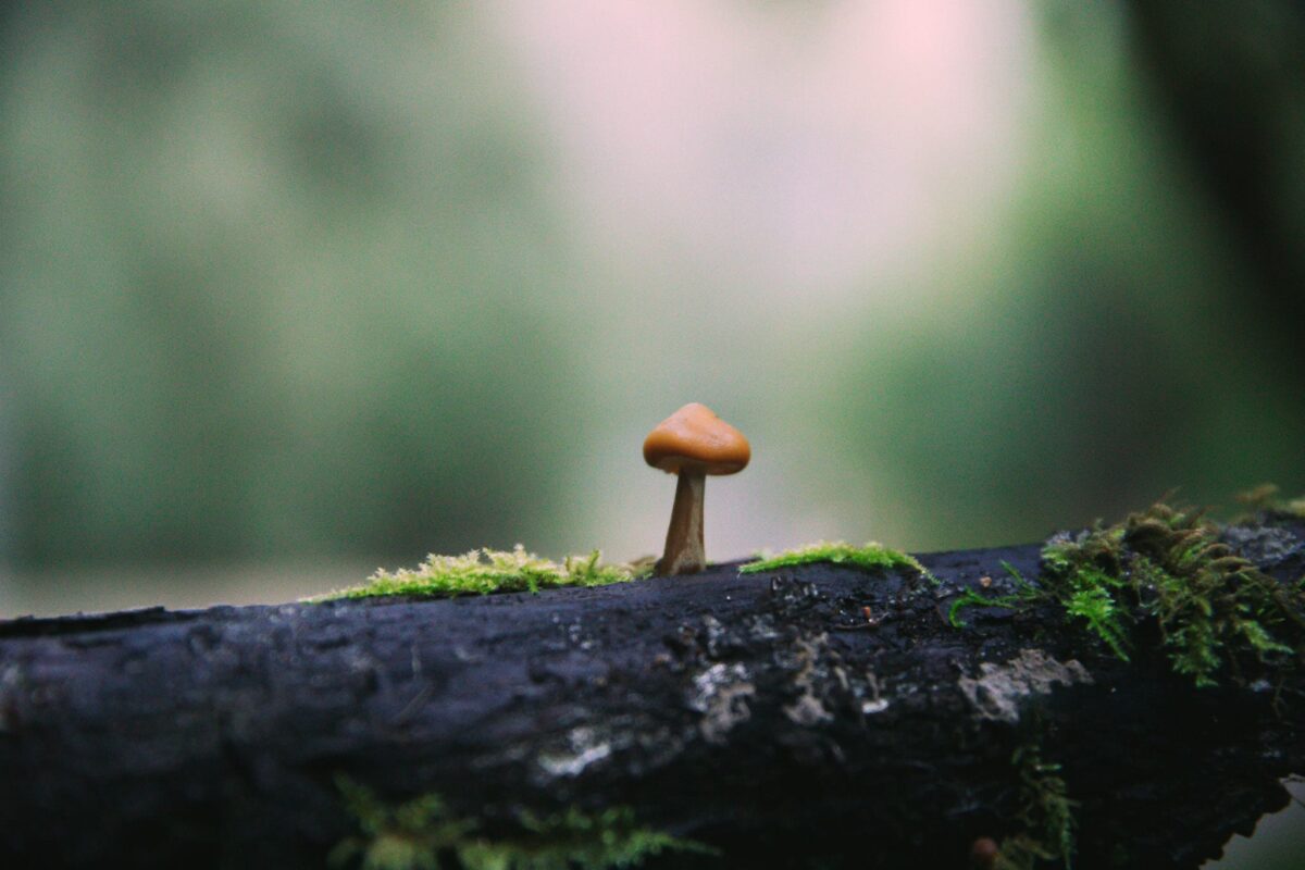 Hiking Guide to the Collins Cap Walk & Myrtle Forest Falls